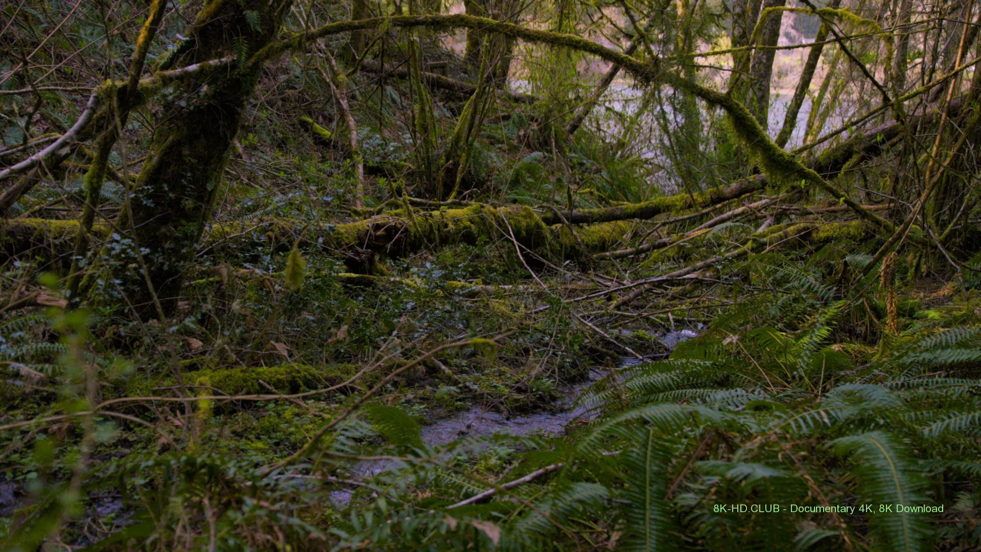 Fantastic Fungi 2019 » 4K-HD.Club: Download Movies 4K